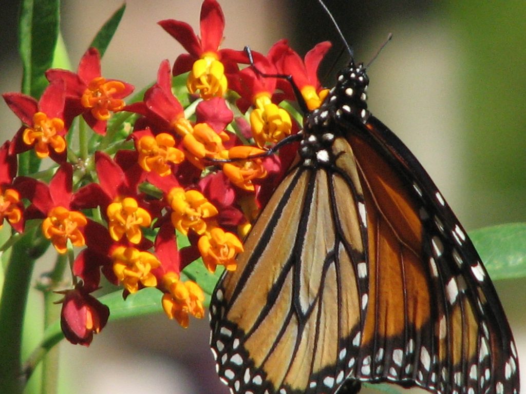 Magical and Mysterious Monarchs – Keep Mobile Beautiful