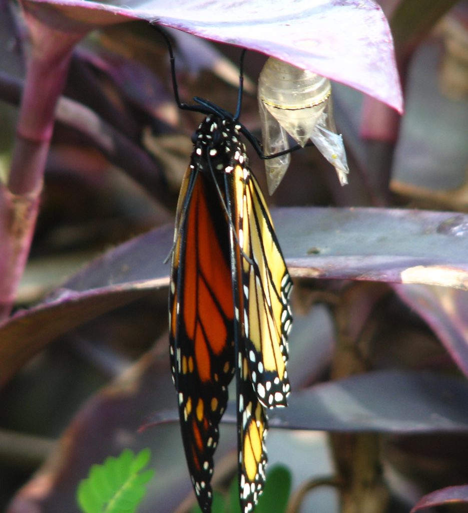 More on Monarchs – Keep Mobile Beautiful