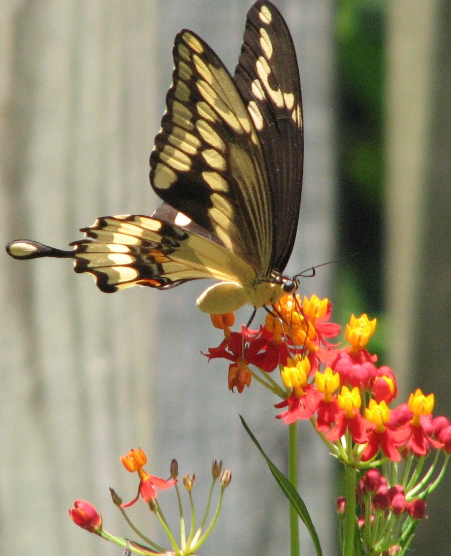 Halt! Who Goes There? – Keep Mobile Beautiful