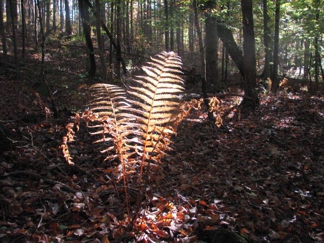 A View From The Top – Keep Mobile Beautiful