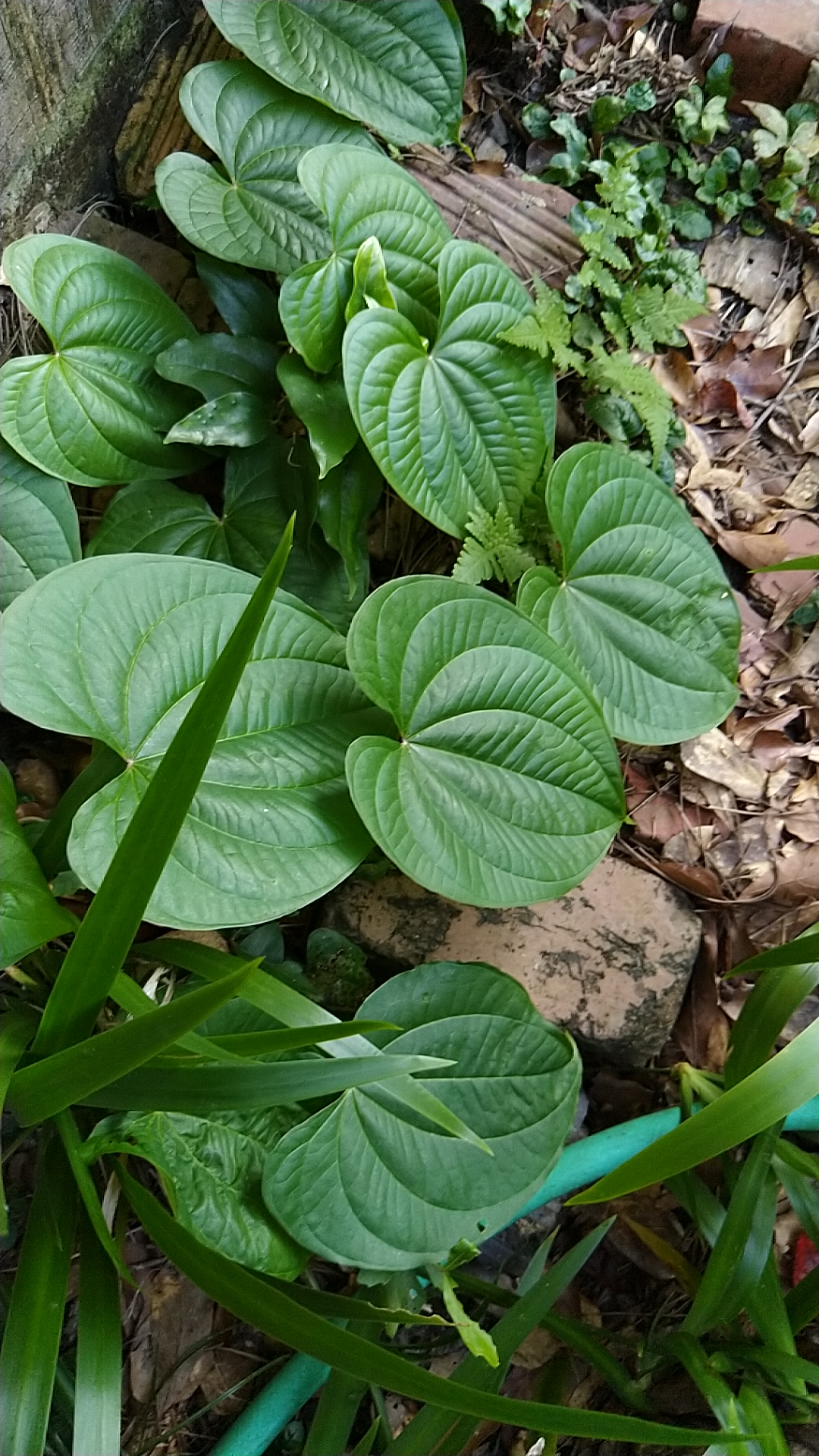 Air Potato – Invasive – Keep Mobile Beautiful