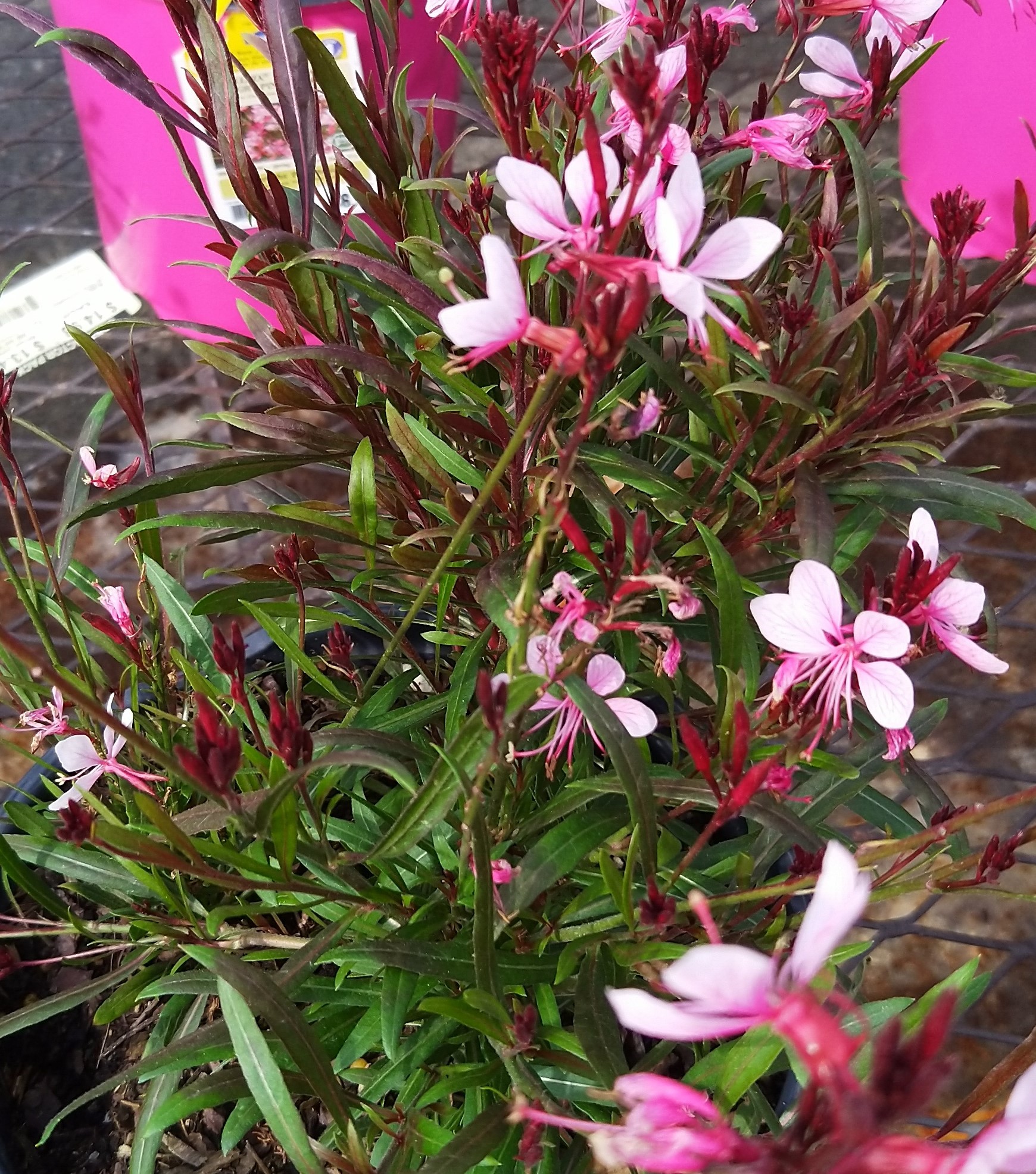 Cast Off With Gorgeous Gaura – Keep Mobile Beautiful