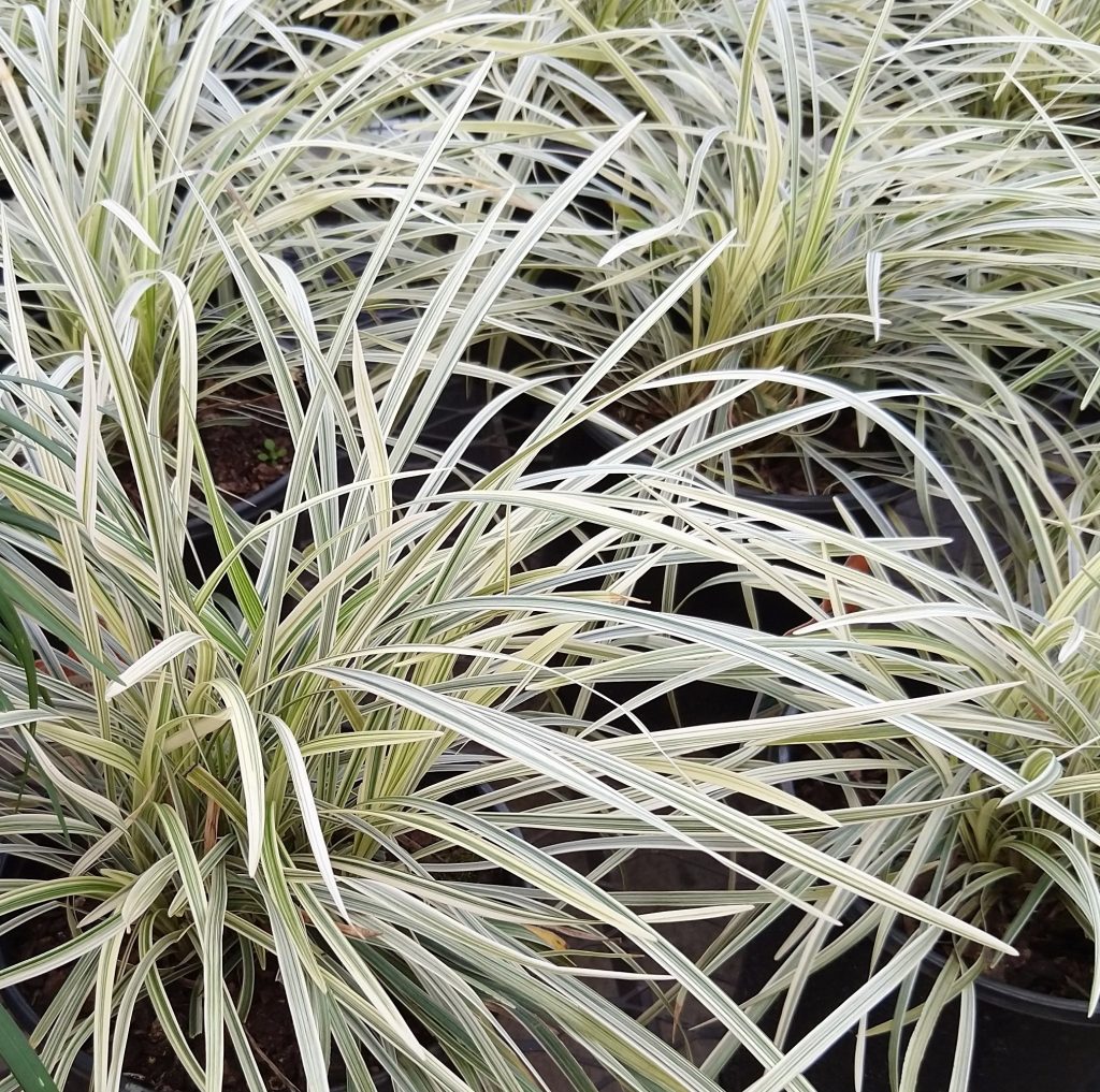 Blog – Keep Mobile Beautiful