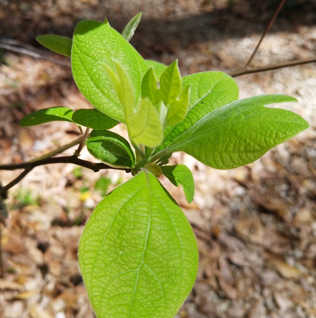 Sassy Sassafras – Keep Mobile Beautiful